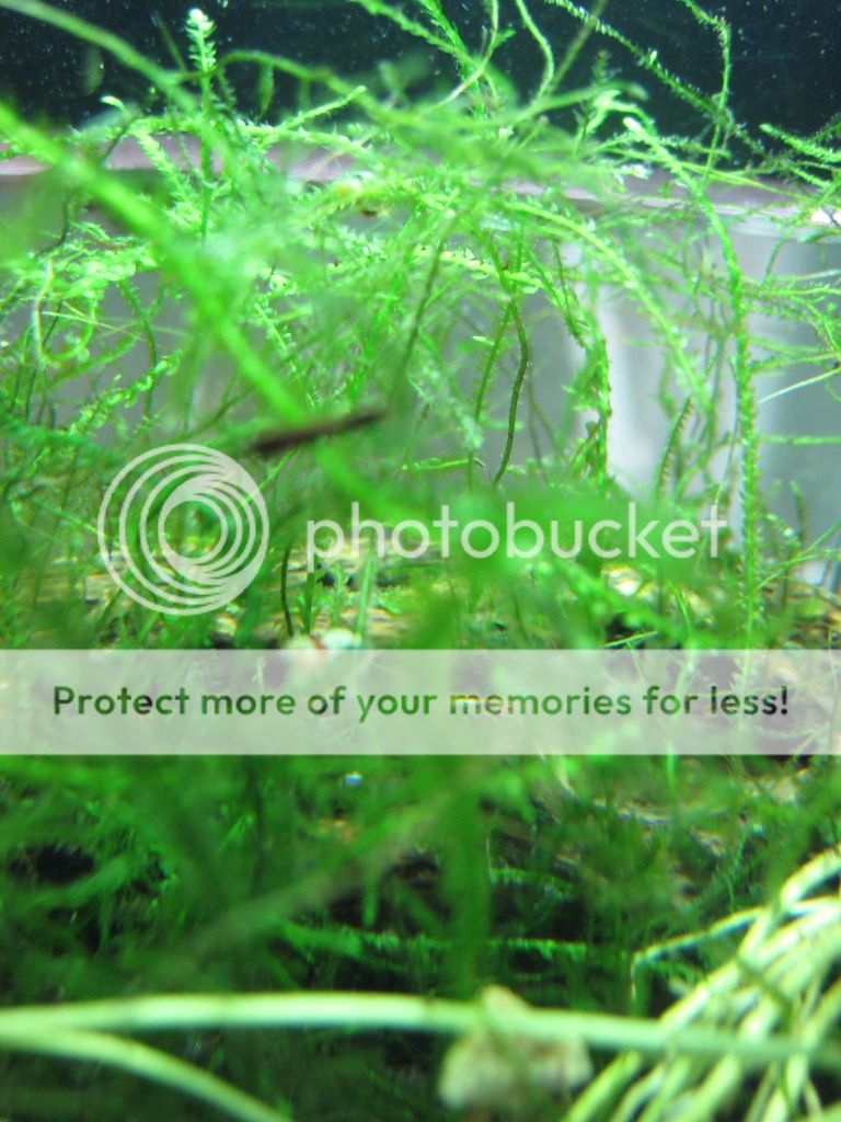 CRS shrimplets | The Planted Tank Forum