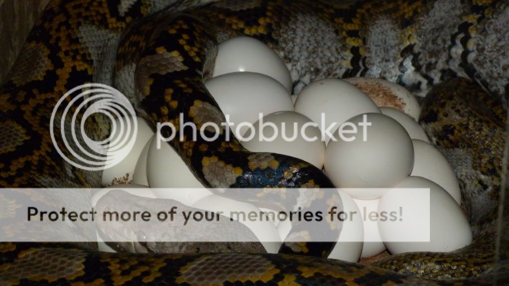 Snaketats new snake tat (retic part 1) pic heavy | Reptile Forums