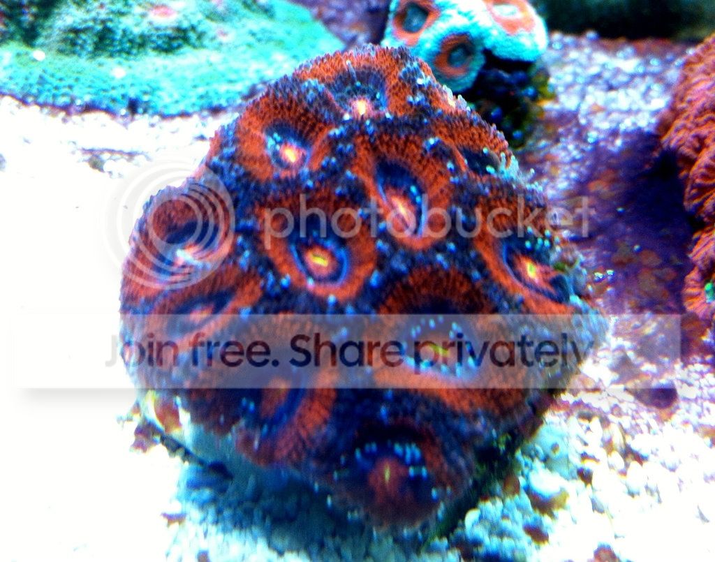Anyone still interested in and keeping Micromussa? | Reef2Reef