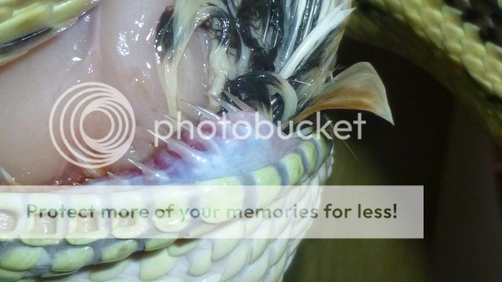 A closeup of a carpet python's teeth! | Aussie Pythons & Snakes Forum