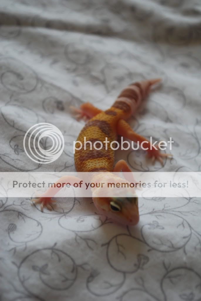 SE England - NOVA's and a Banded Raptor Leopard Gecko Hatchlings for ...