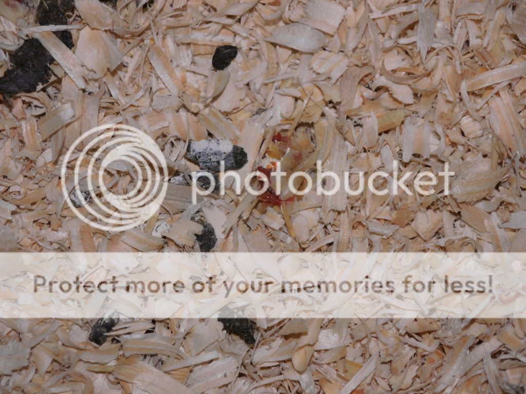 Pullets Bloody poop? or Intestinal Shedding? pics | BackYard Chickens ...