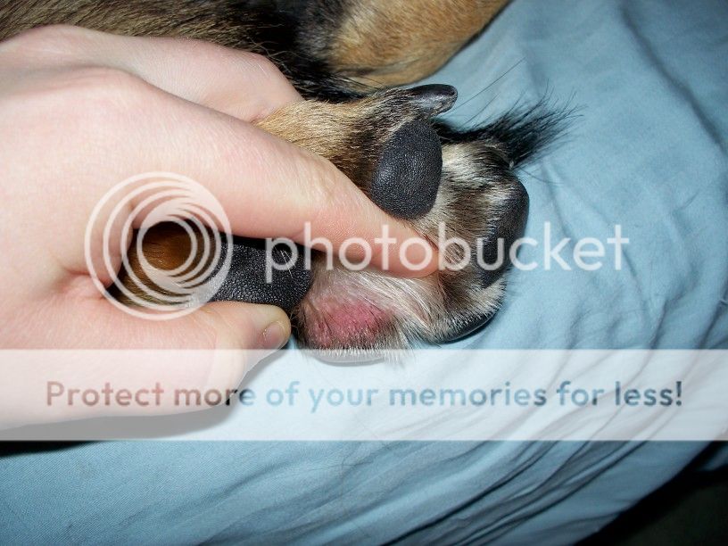 Red area caused by salt on the road? | Golden Retriever Dog Forums