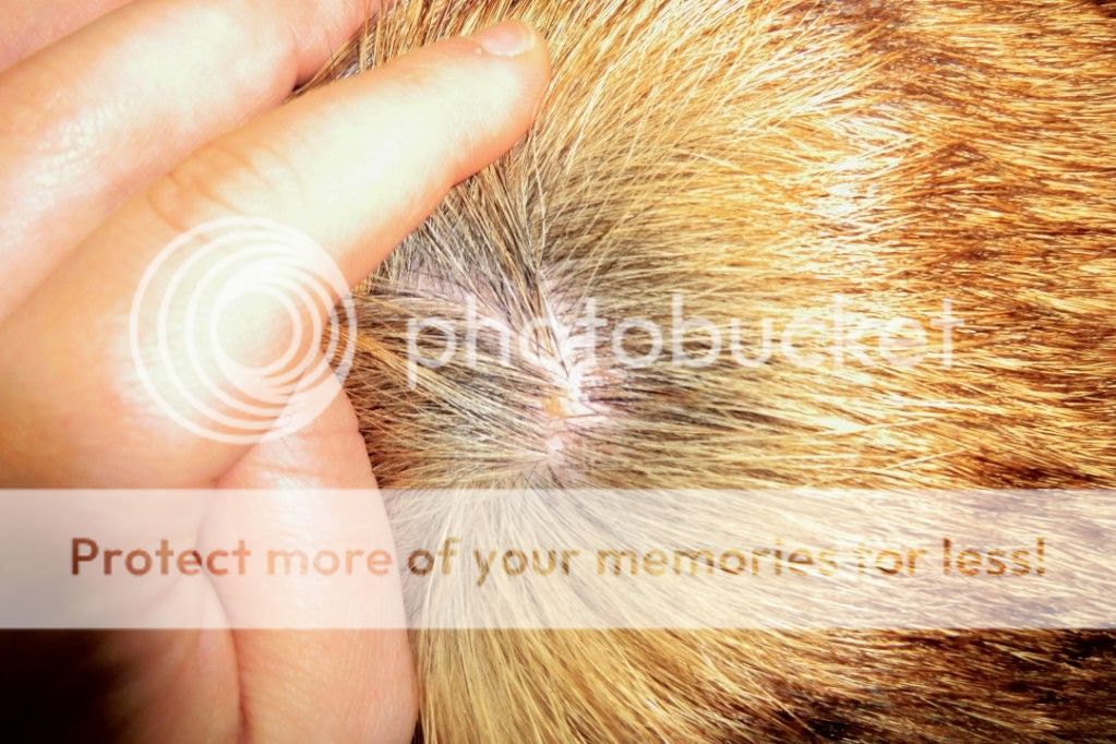 Give extra Vanectyl P or just watch? | Golden Retriever Dog Forums