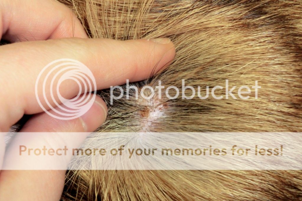 Give extra Vanectyl P or just watch? | Golden Retriever Dog Forums